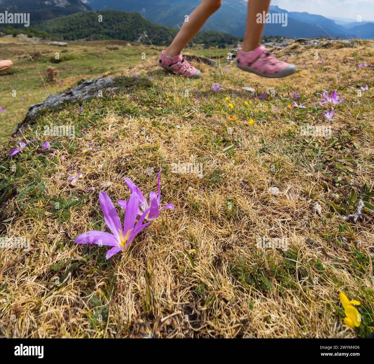 Typical landscape near Portillo de Eraize and Col de la Pierre St ...