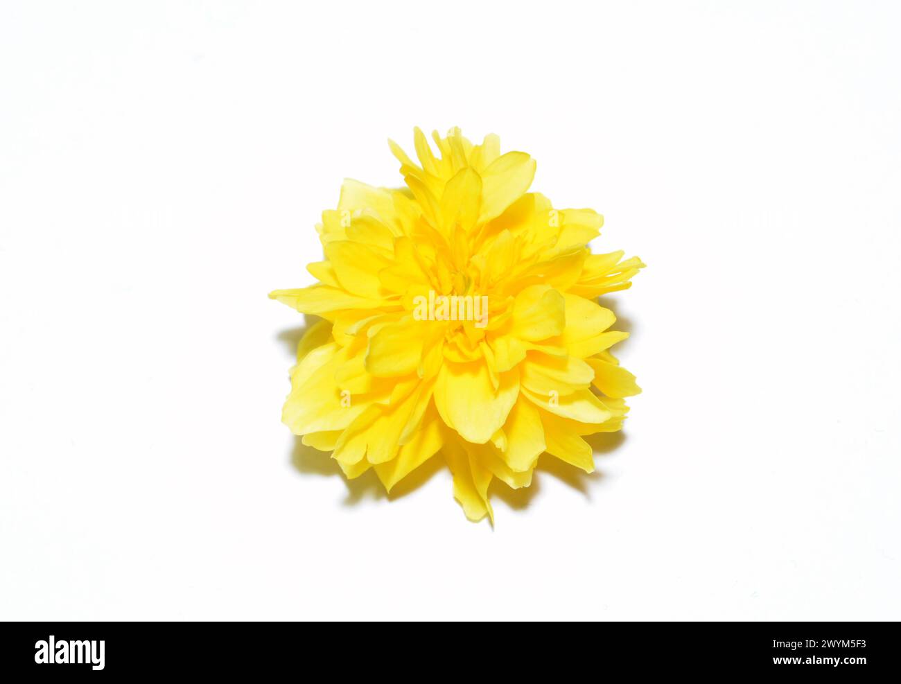 Yellow carnation flower head on white background Stock Photo - Alamy