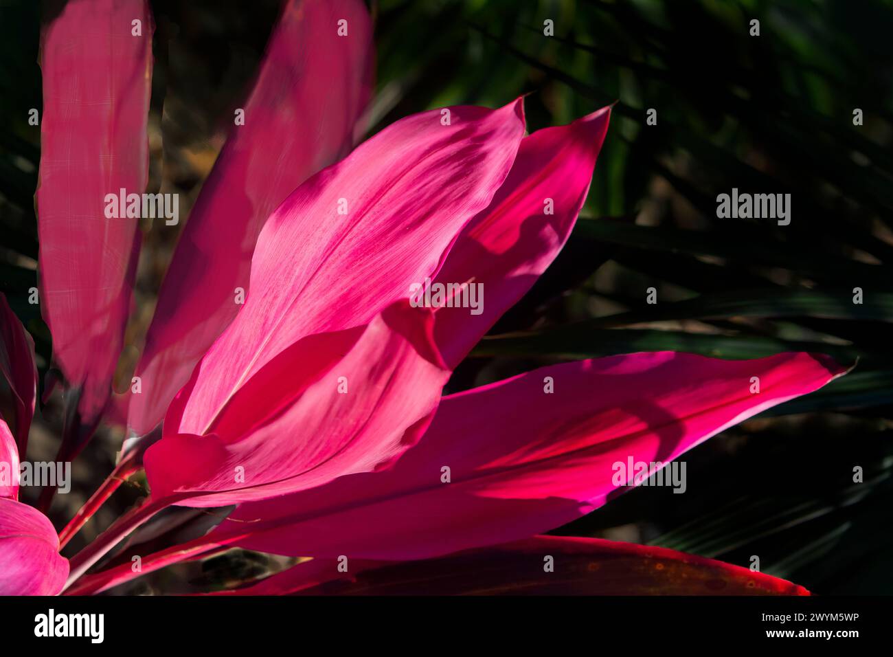 Red Ti Leaves up close Stock Photo - Alamy