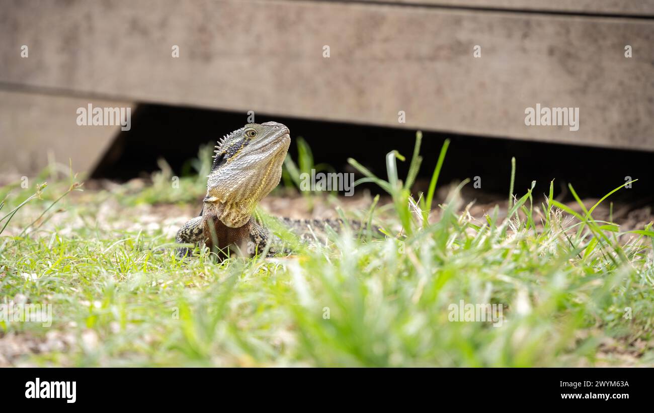 Inland bearded dragon lizard checking surrounding environment while ...