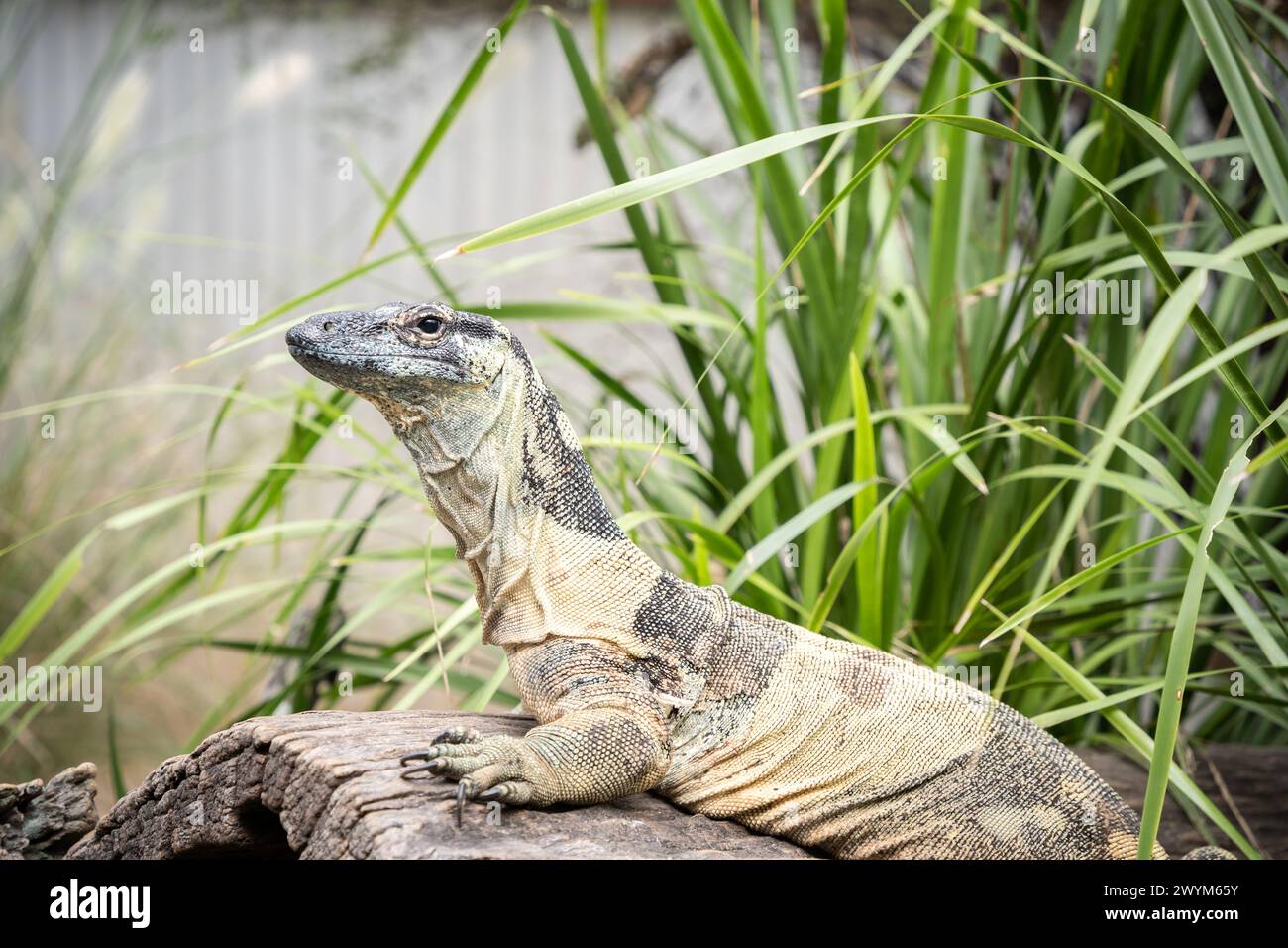 Mertens varan lizard relaxing on tree trunk amongst foliage ...