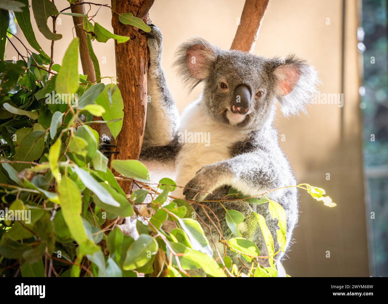 Closeup portrait of cute koala bear chilling on eucalyptus tree ...