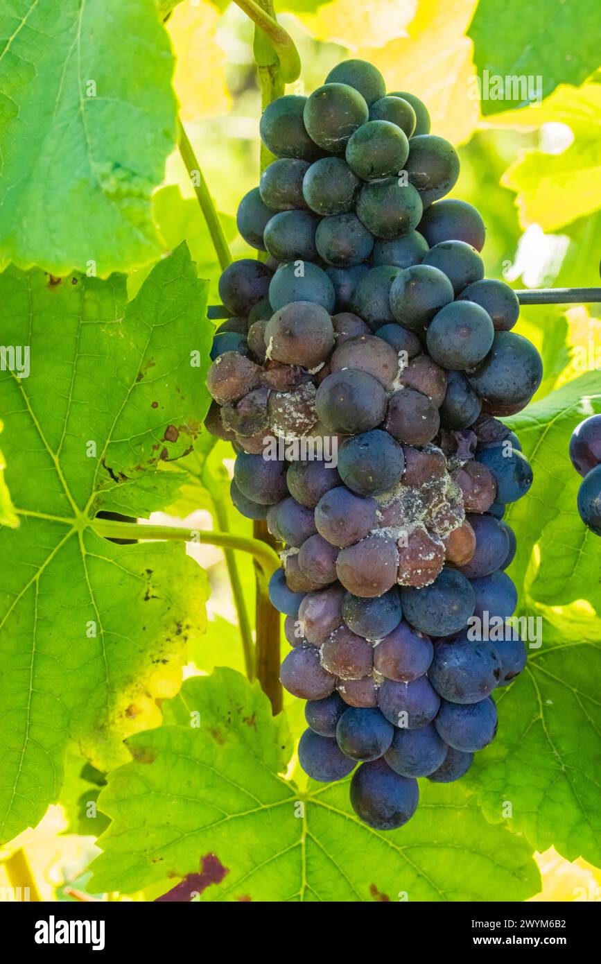 Blue grapes infested with gray mold Stock Photo - Alamy