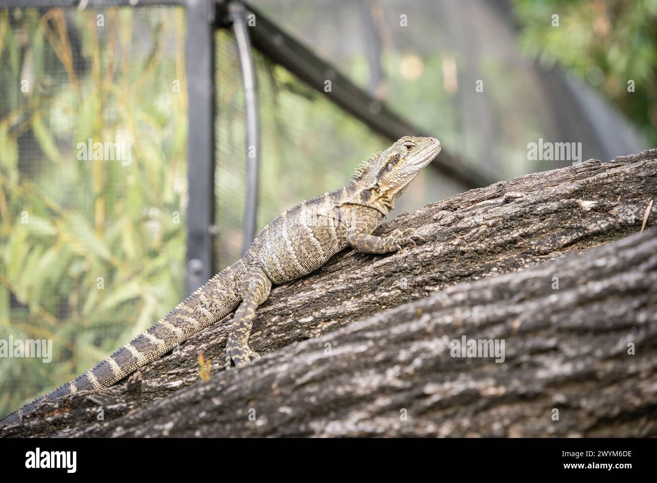 Inland bearded dragon lizard climbing the tree trunk, australian native ...