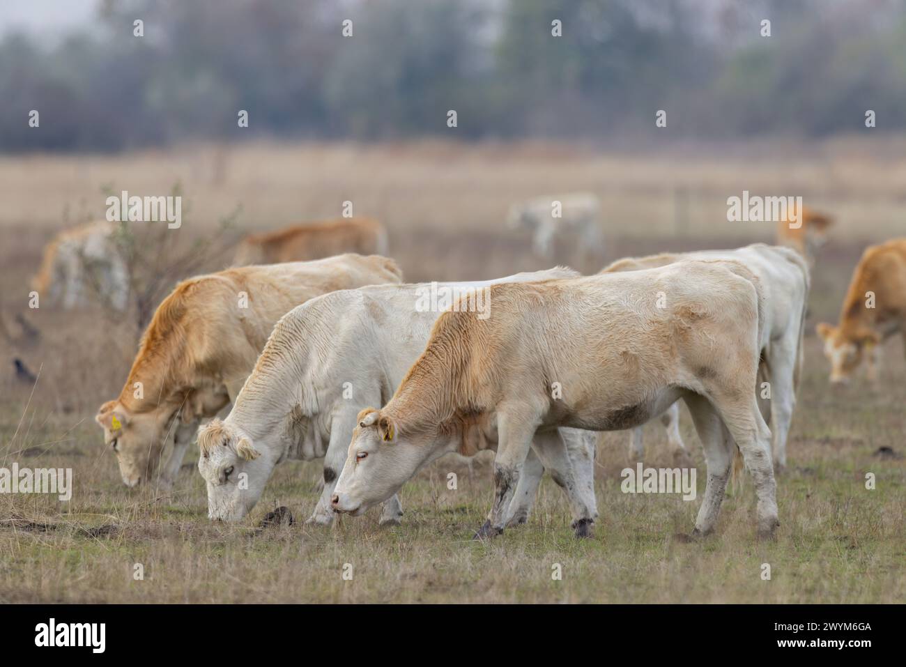 Cow in Hortobagy National Park, UNESCO World Heritage Site, Puszta is ...