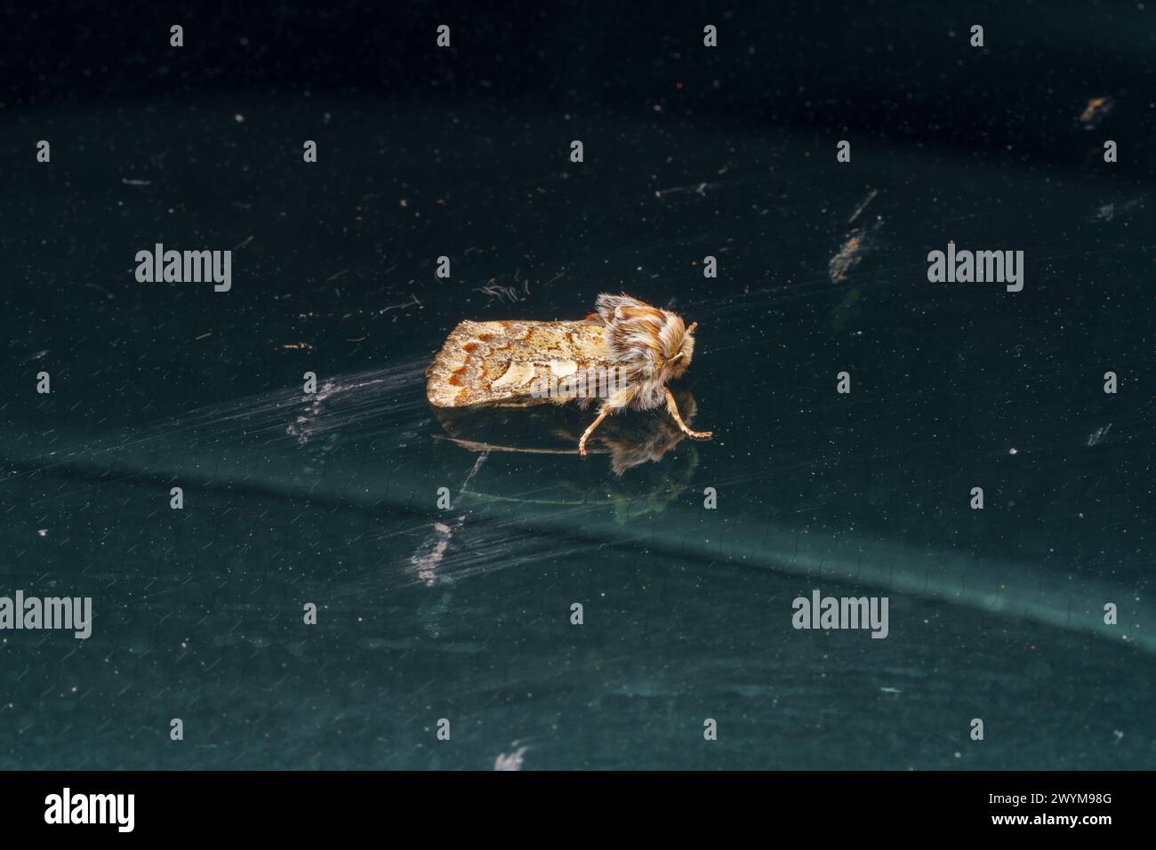 Panolis flammea Family Noctuidae Genus Panolis Pine beauty moth wild ...