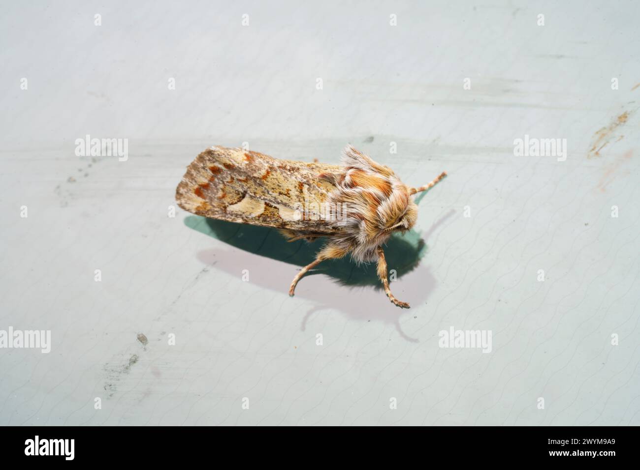 Panolis flammea Family Noctuidae Genus Panolis Pine beauty moth wild ...