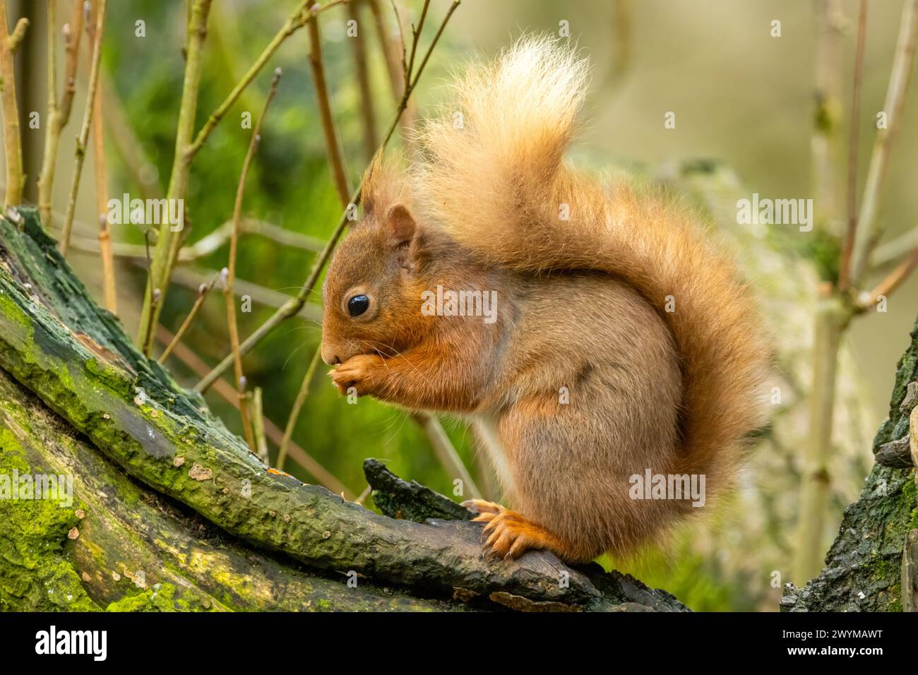 Classic scottish red squirrel pose sitting on a branch eating a nut ...