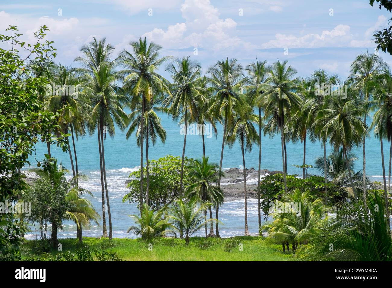 Landscape with palm trees on the coast of Quepos in Puntarenas, Costa ...