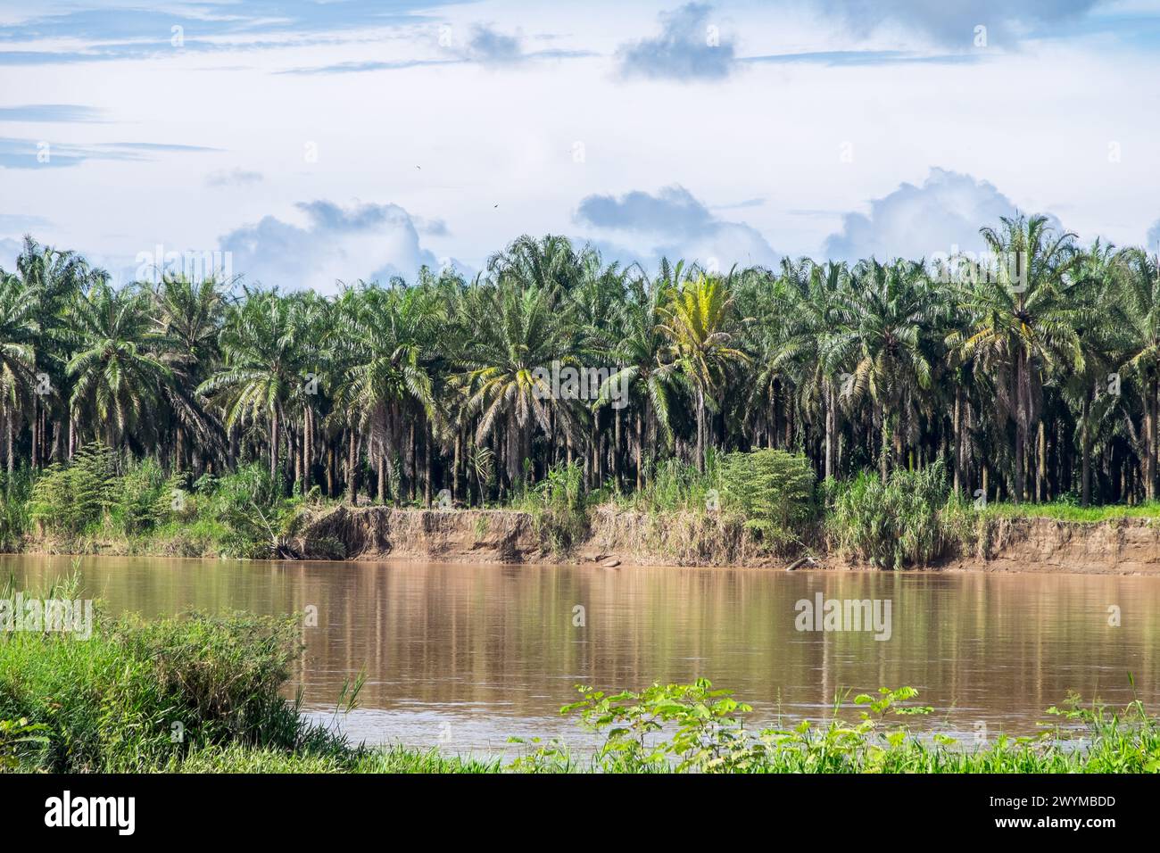 Landscape with palm trees on the Grande Terraba River in Puntarenas ...