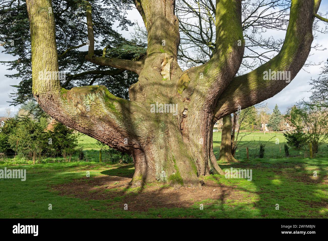 The big tree hi-res stock photography and images - Alamy