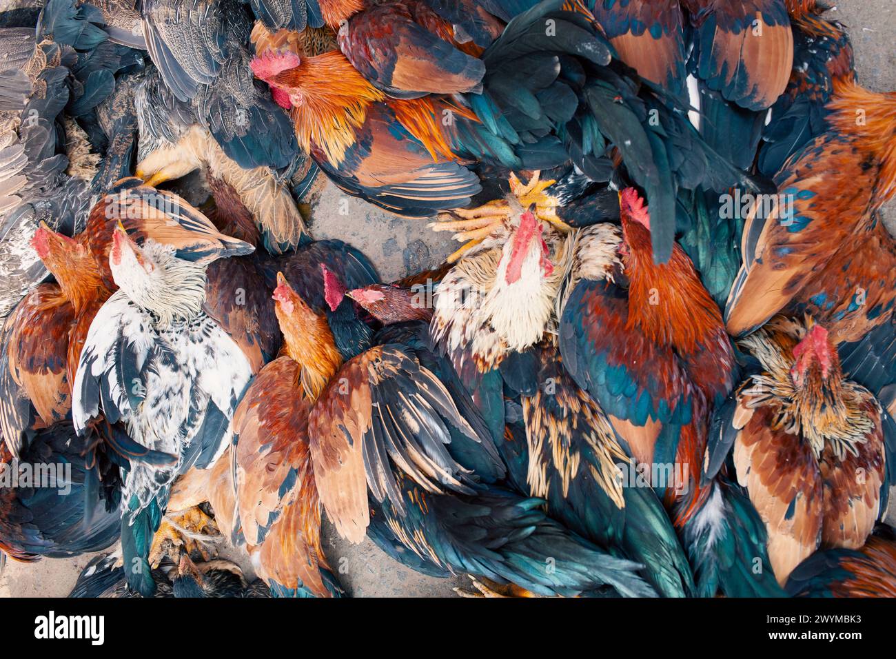 Chickens spread out on the ground in Mysore s old market. Street ...