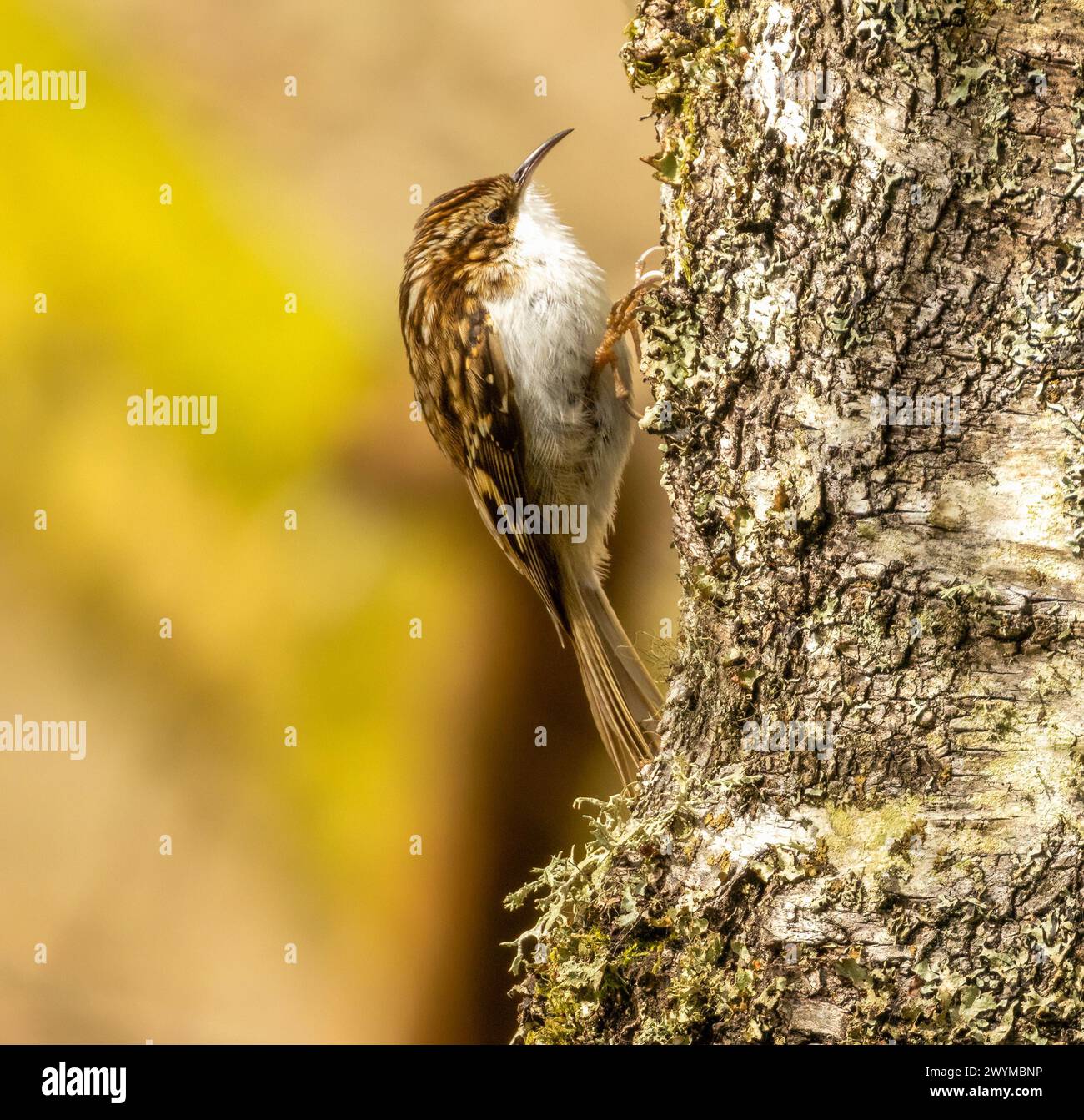 Tree creeper bird busily searching for food in the bark of a tree trunk ...