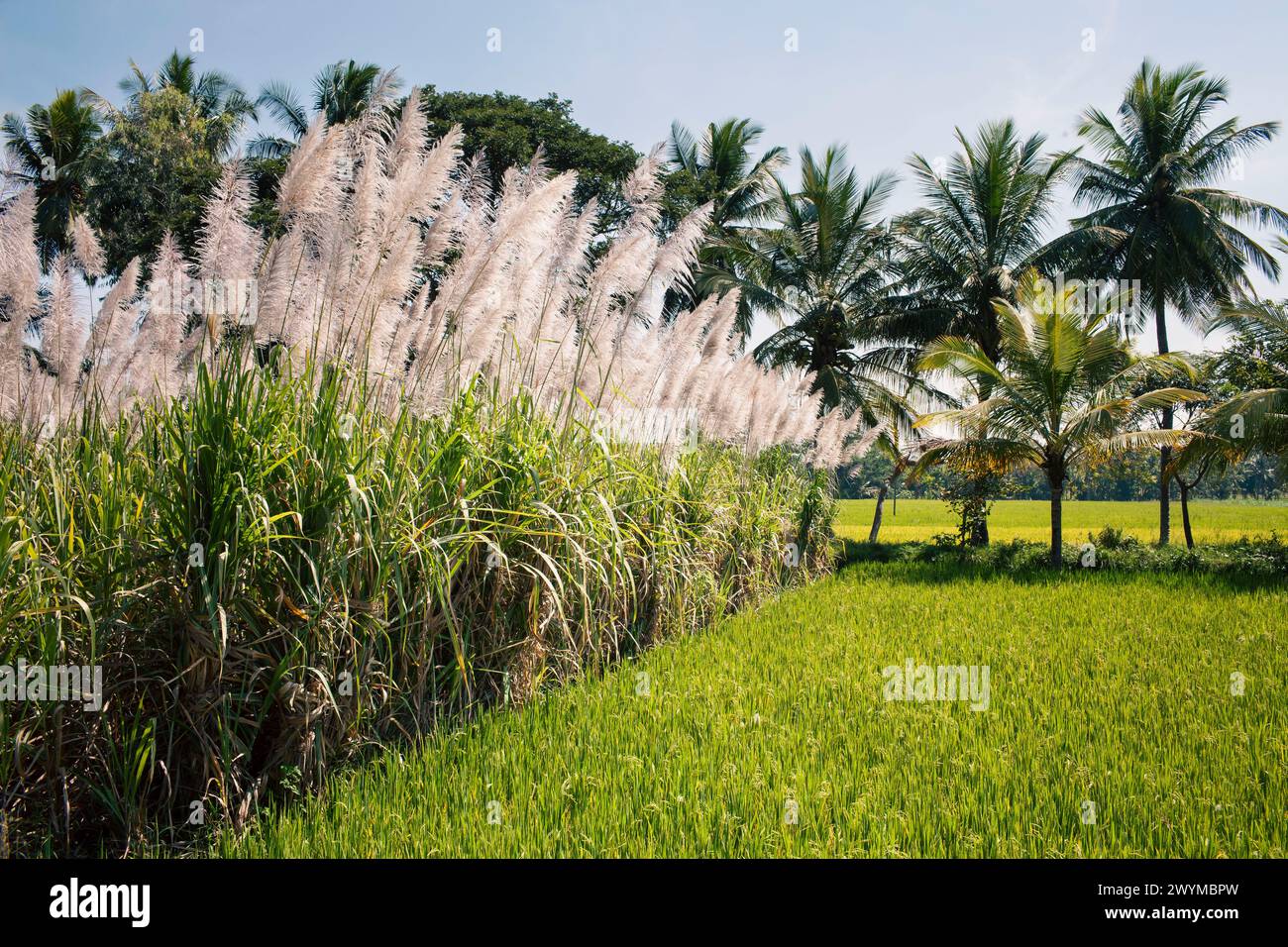Sugarcane fields india hi-res stock photography and images - Alamy