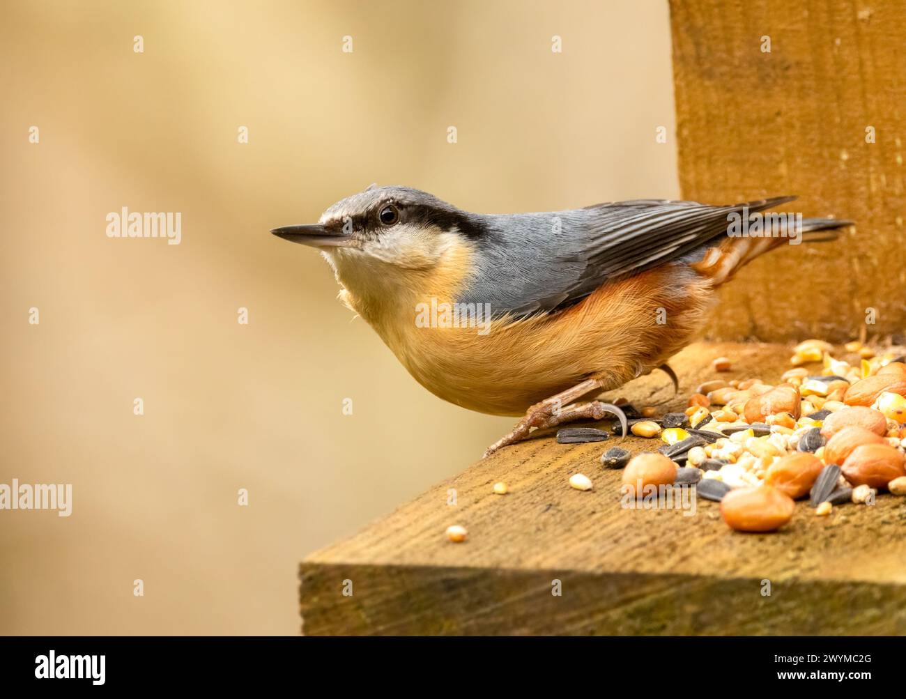 Nuthatch bird feeding on a bird table Stock Photo - Alamy
