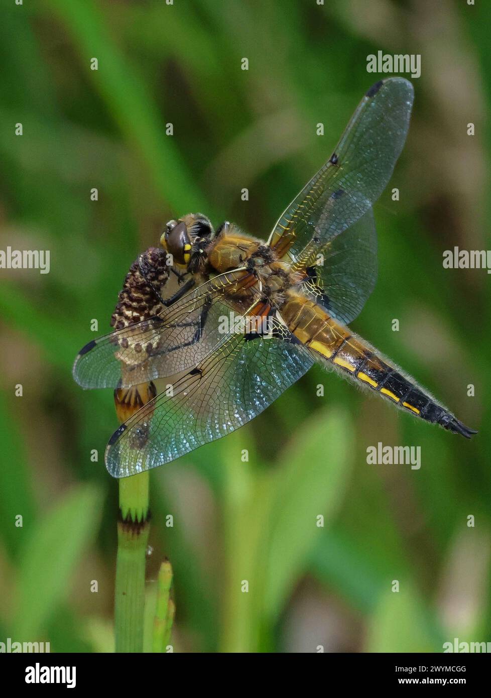 Libellula quadrimaculata four-spotted chaser dragonfly Montiaghs Moss ...