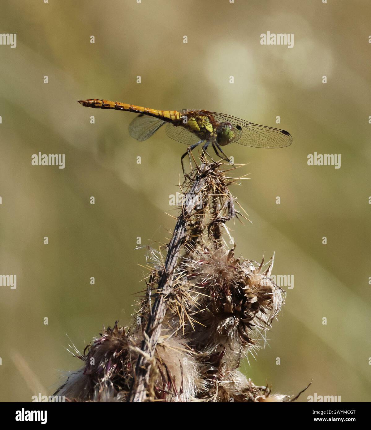 Libellula quadrimaculata four-spotted chaser dragonfly Montiaghs Moss ...