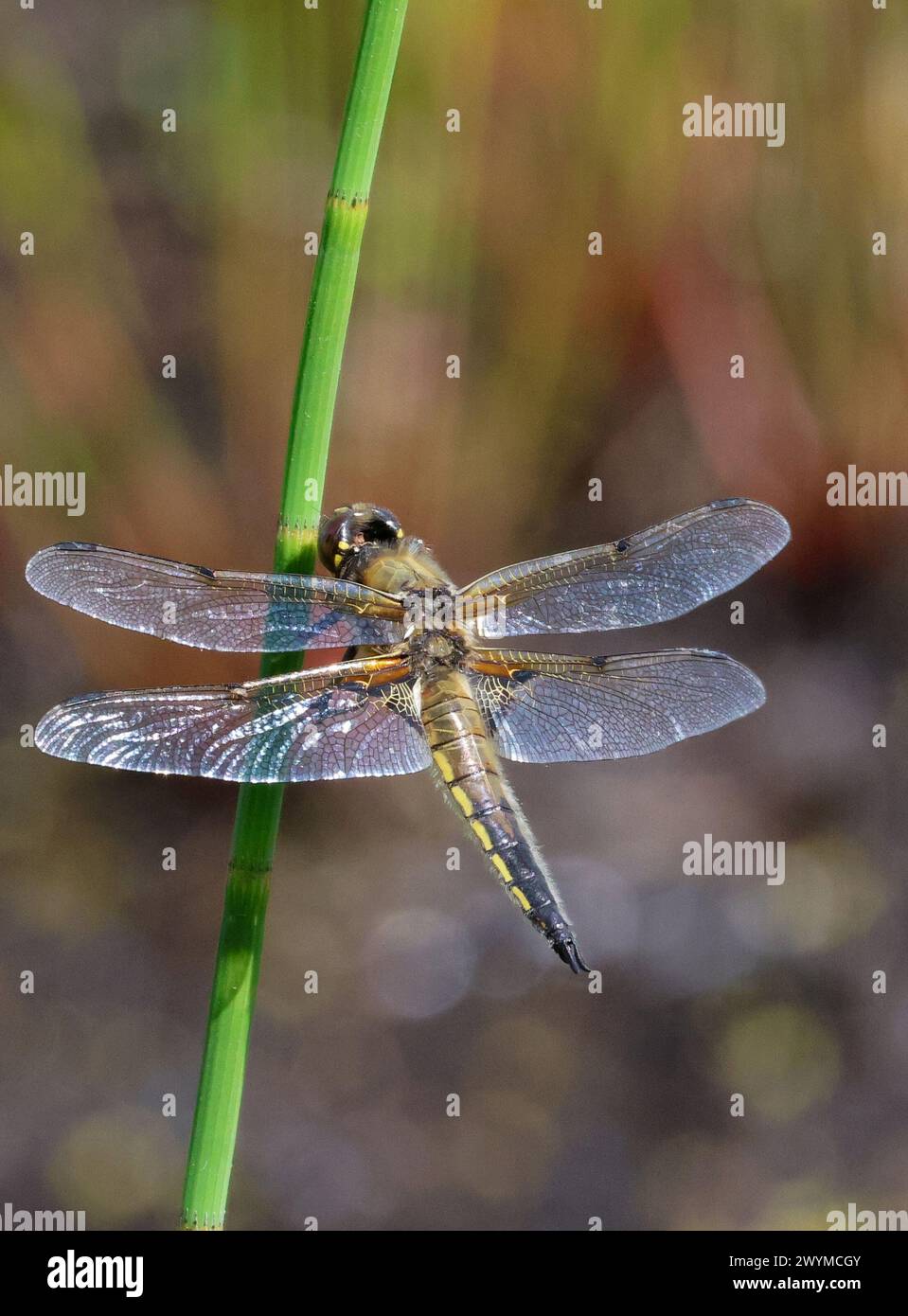 Libellula quadrimaculata antrim hi-res stock photography and images - Alamy
