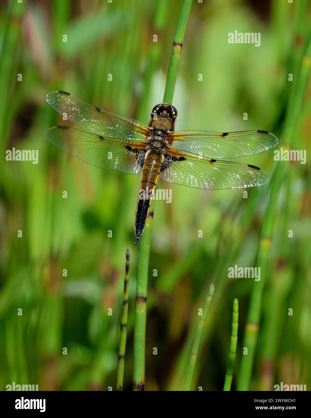 Libellula quadrimaculata four-spotted chaser dragonfly on salk ...