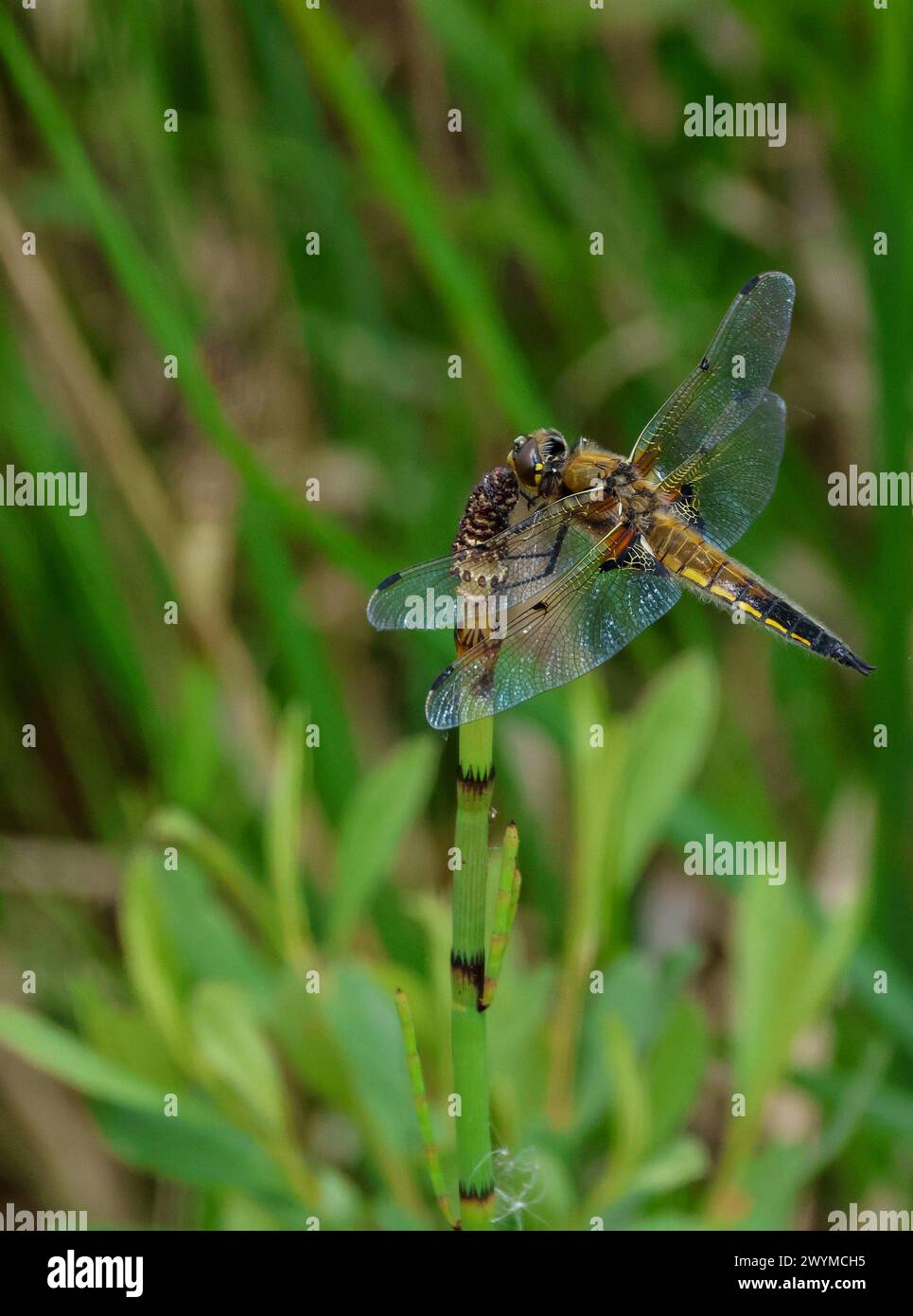 Libellula quadrimaculata four-spotted chaser dragonfly RSPB Montiaghs ...