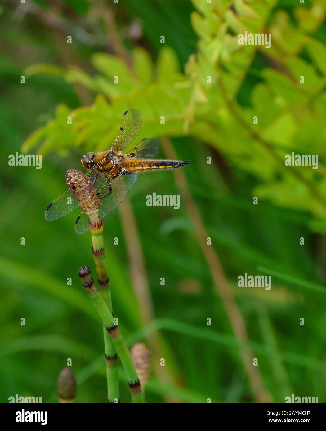 Four-spotted chaser dragonfly nature reserve Ireland Stock Photo - Alamy
