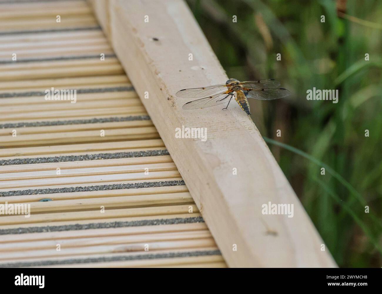 Libellula quadrimaculata boardwalk hi-res stock photography and images ...