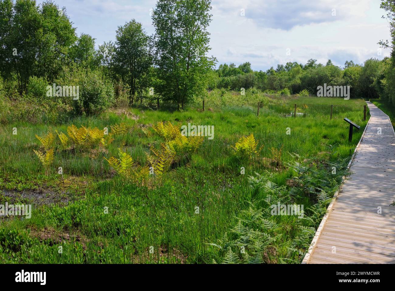 Boardwalk and signage at lowland peatland nature reserve Northern ...