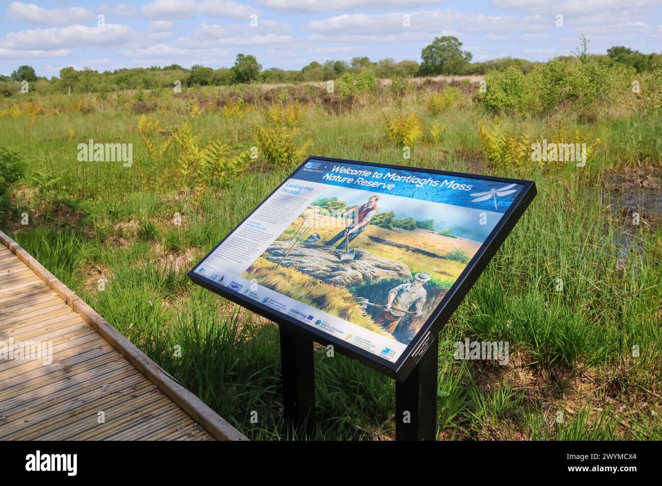 Boardwalk at Lowland peatland nature reserve Northern Ireland Montiaghs ...