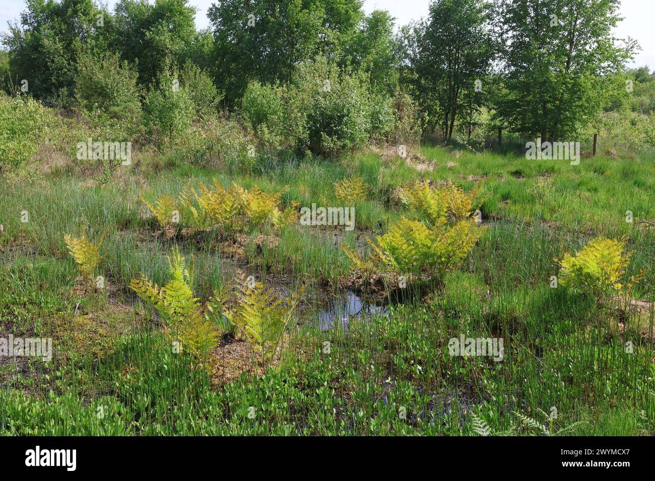 Lowland peatland hi-res stock photography and images - Alamy