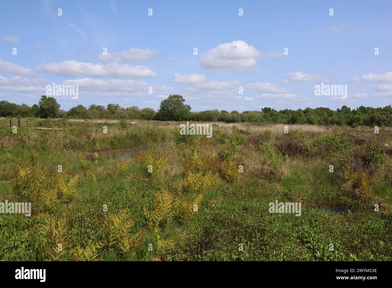 Lowland peatland nature reserve Northern Ireland Montiaghs Moss nature ...
