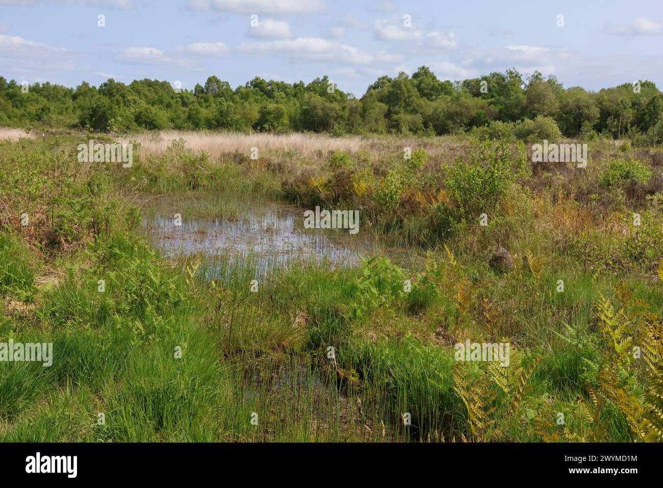 Lowland peatland nature reserve Northern Ireland Montiaghs Moss nature ...