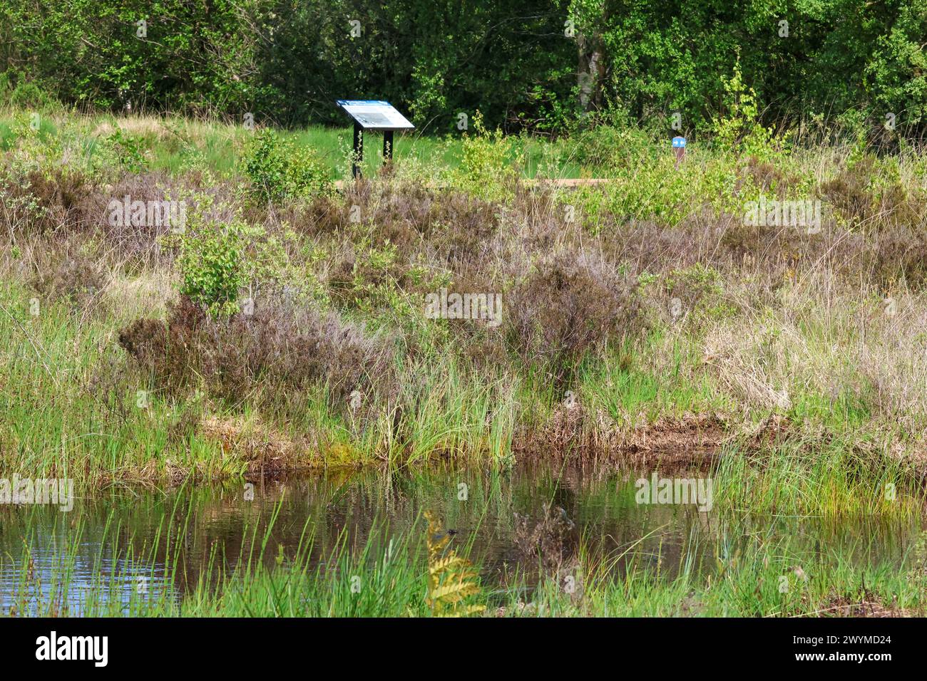 Lowland peatland nature reserve Northern Ireland Montiaghs Moss nature ...
