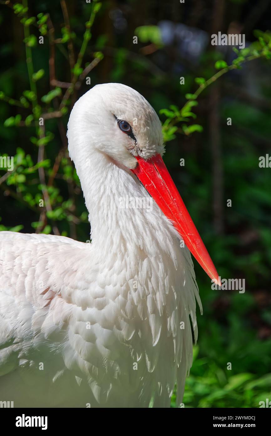 Feathers hi res hi-res stock photography and images - Alamy