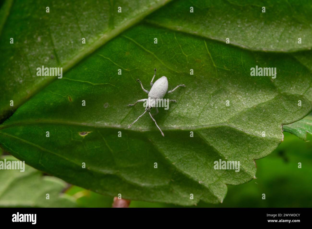Weevil damage hi-res stock photography and images - Alamy