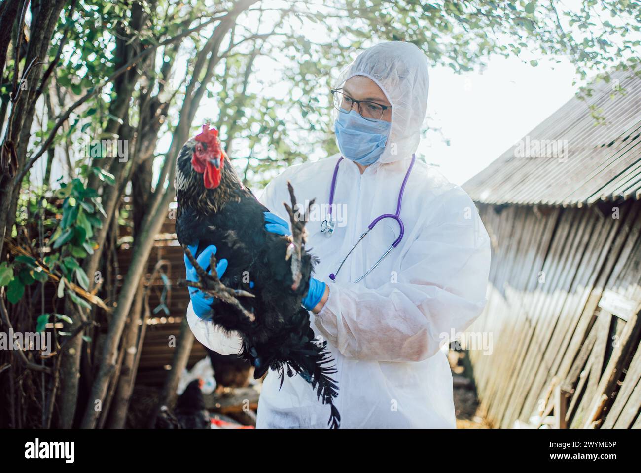 Veterinarian in full protective gear carefully holds a rooster, ready ...