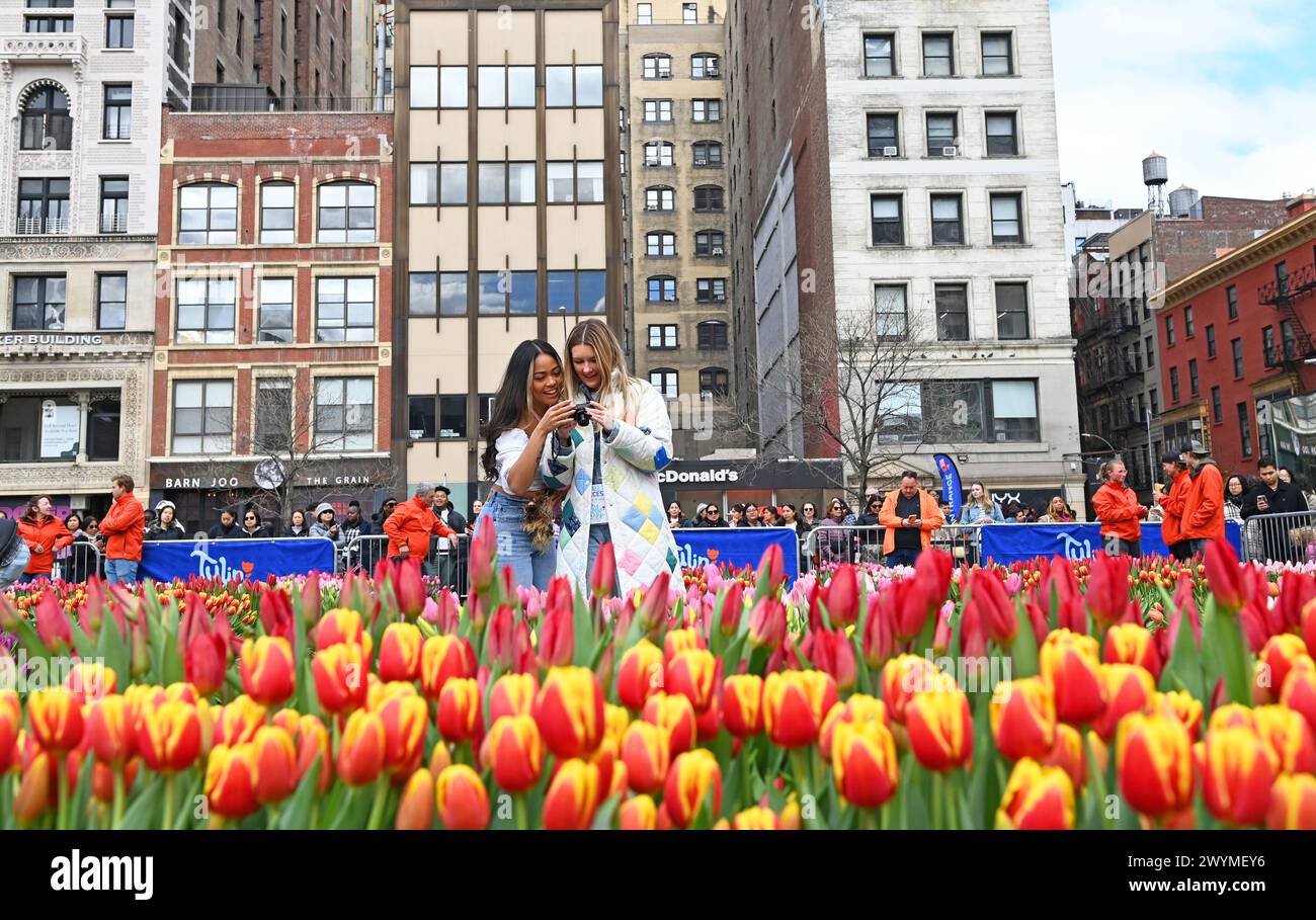New York, New York, USA. 7th Apr, 2024. Tulip Day comes to Union Square ...
