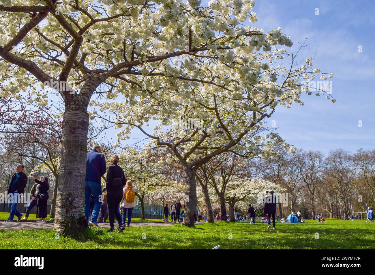 London, UK. 9th April 2023. People admire cherry blossom trees in ...