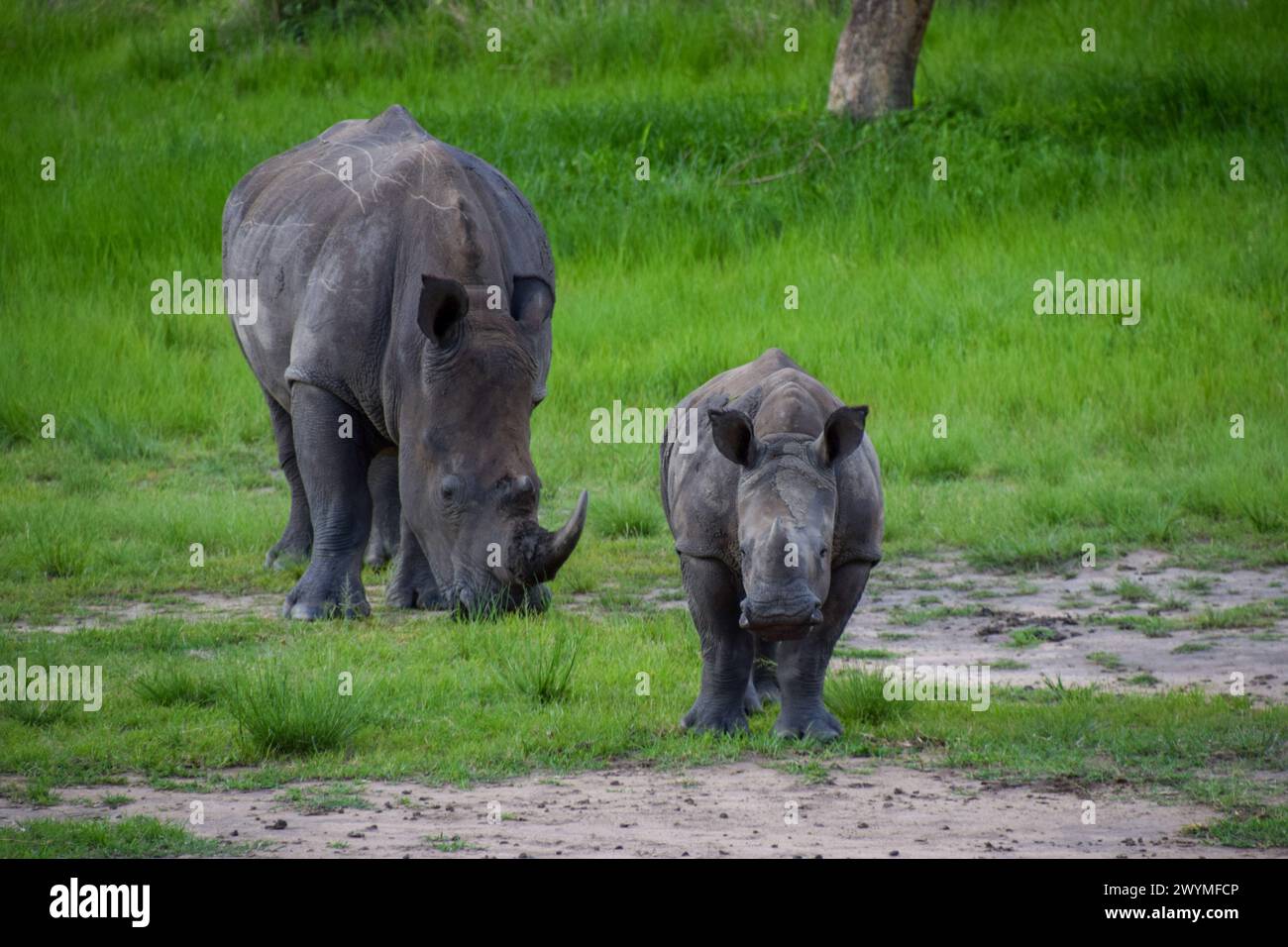 White rhinoceros with her baby in a nature reserve in Zimbabwe. Credit ...