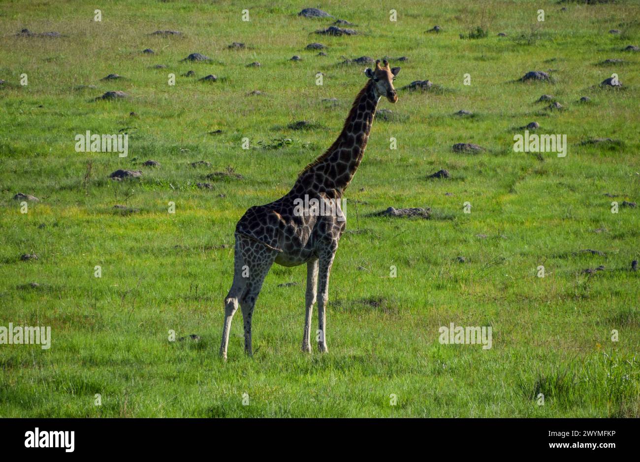 An adult giraffe in a nature reserve in Zimbabwe, 2018. Credit: Vuk ...