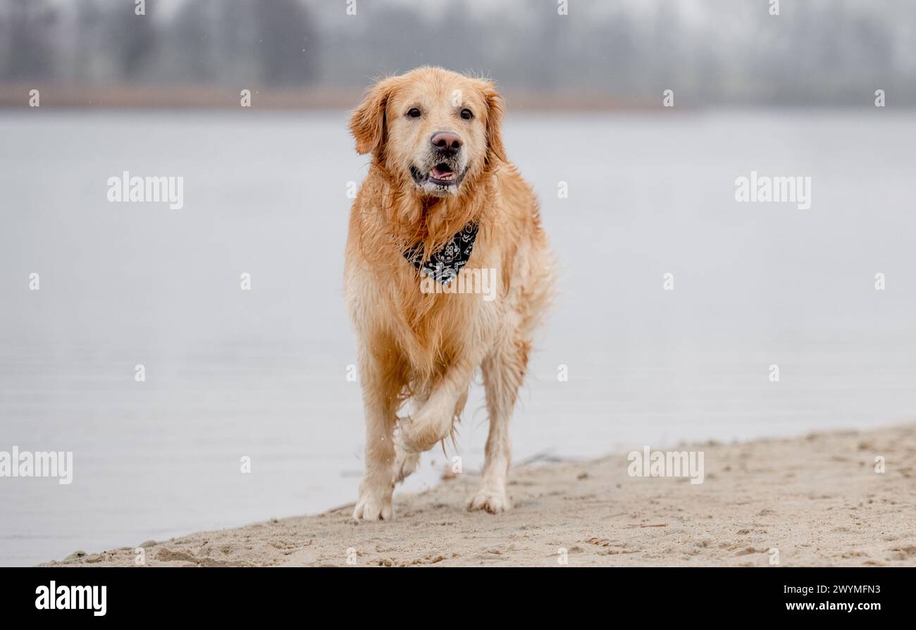 Cheerful Golden Retriever Runs Through Water Along River Bank ...