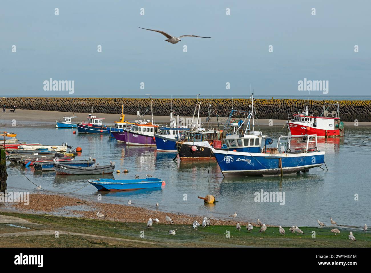 Flying seagull, boats, Boat harbour, Folkestone, Kent, England, Great ...