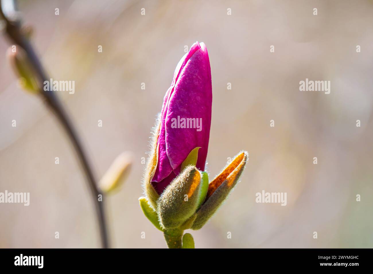 Big bud hi-res stock photography and images - Alamy