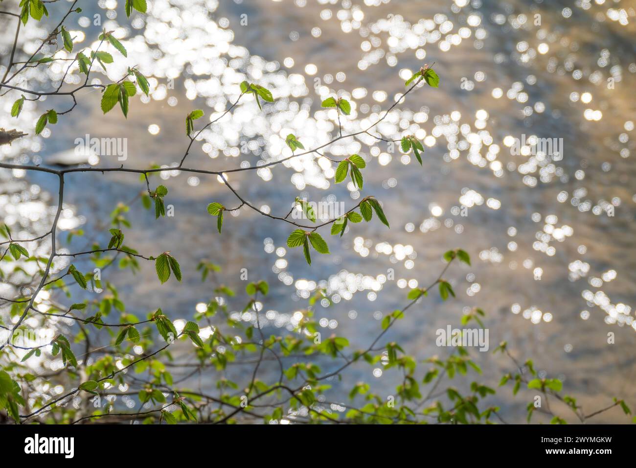 Fresh green spring leaves and water sparkles. Spring background Stock ...