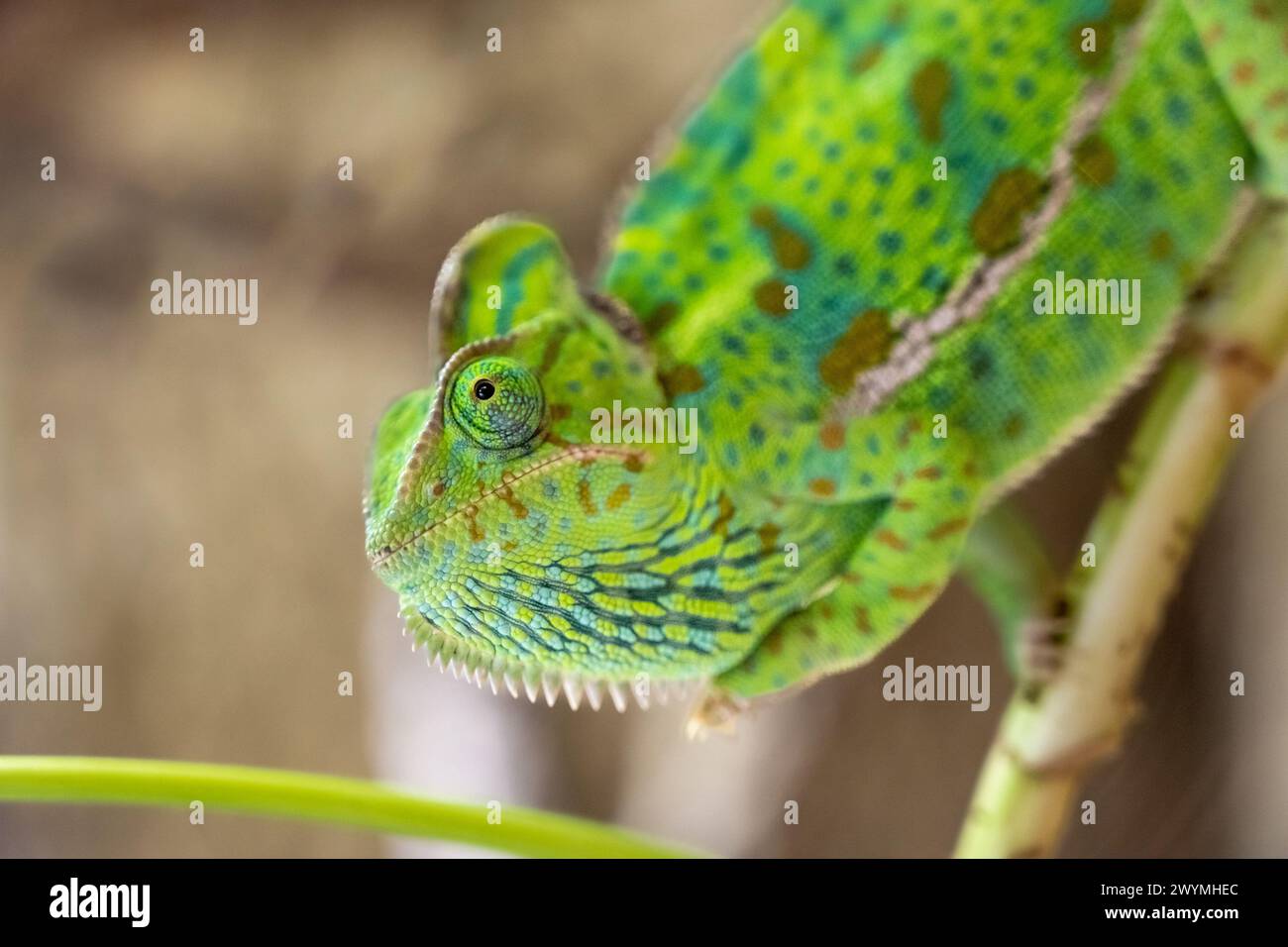 A vividly colored chameleon grips a branch with its claws, its skin ...