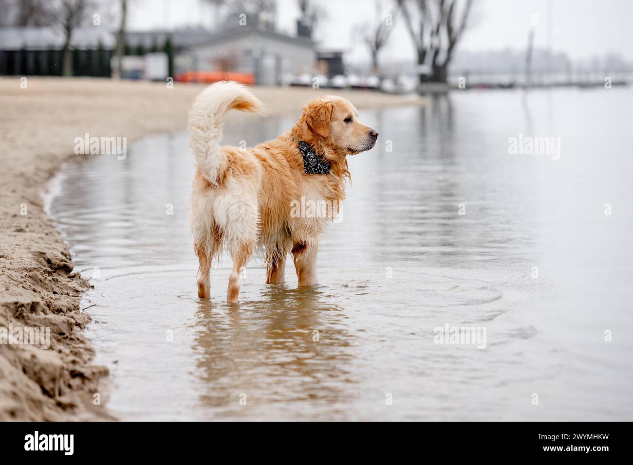 Golden Retriever Stands On Sandy Shore, Looking At Water From Behind ...
