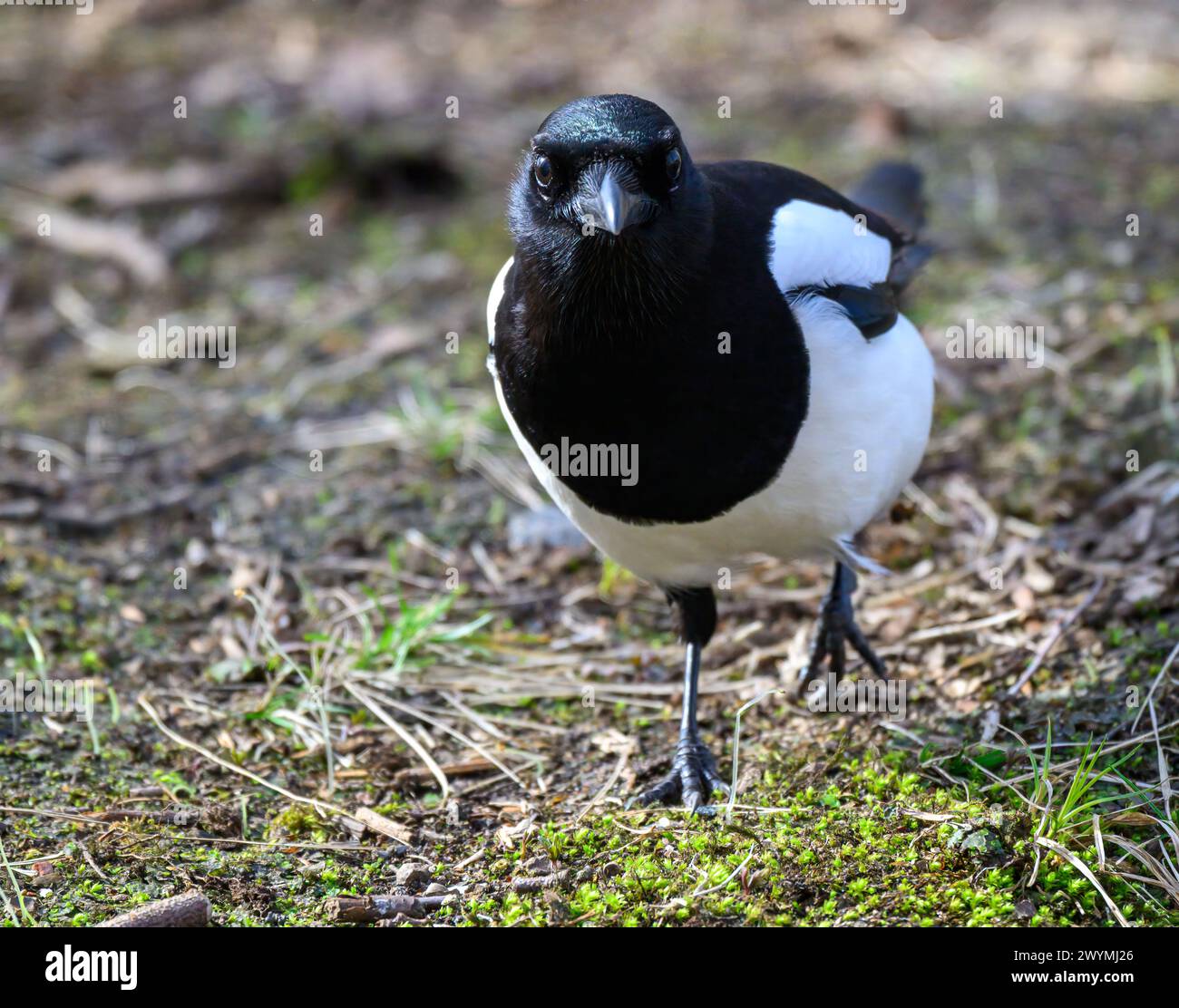 Common Magpie standing on grass Stock Photo - Alamy