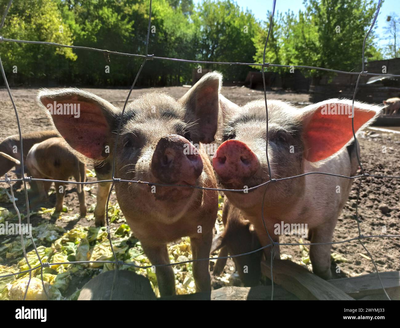 Two funny pigs on hi-res stock photography and images - Alamy