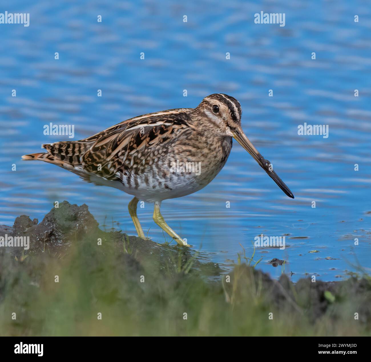 Common Snipe at wetland Stock Photo - Alamy