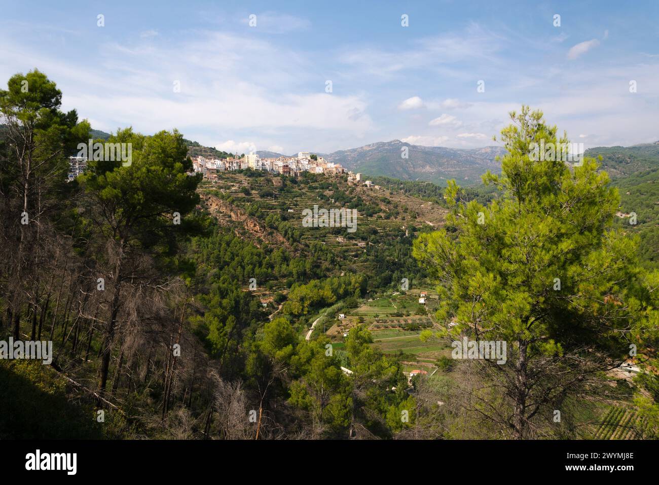 Among the trees a view of the village Lucena del Cid surrounded by ...