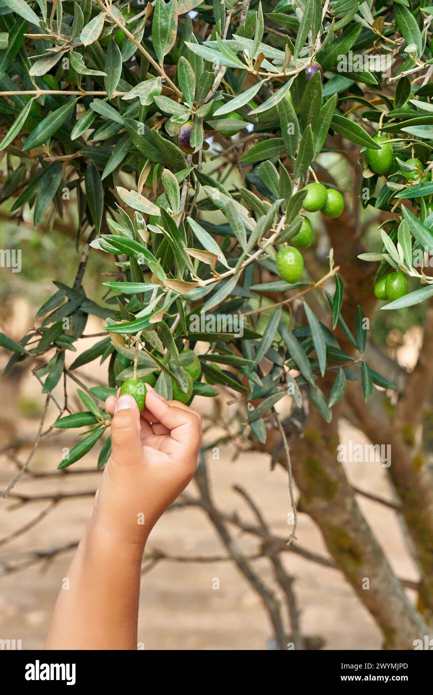 Child olive tree hi-res stock photography and images - Alamy